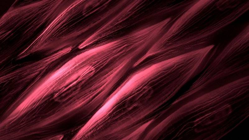 Cosa sono le “cellule satellite” – BioEnergy Nutrition